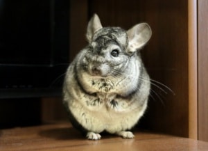 Chinchilla Behavior: What To Expect - ChinCare