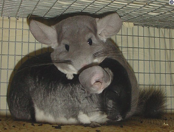 Chinchilla Behavior: To People and Other Animals - ChinCare