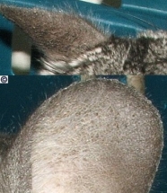 Chinchilla Grooming, Fur and Skin Health - ChinCare