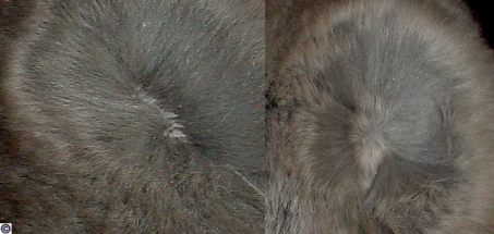 Chinchilla Grooming, Fur and Skin Health - ChinCare