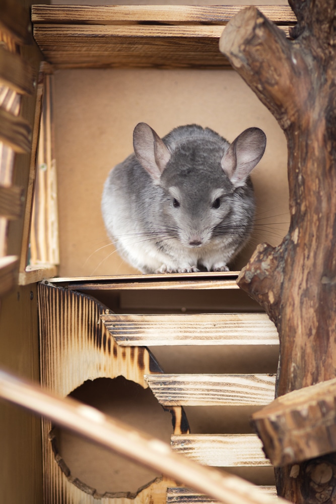 10 Essential Chinchilla Cage Ideas For Your Furry Friend - ChinCare